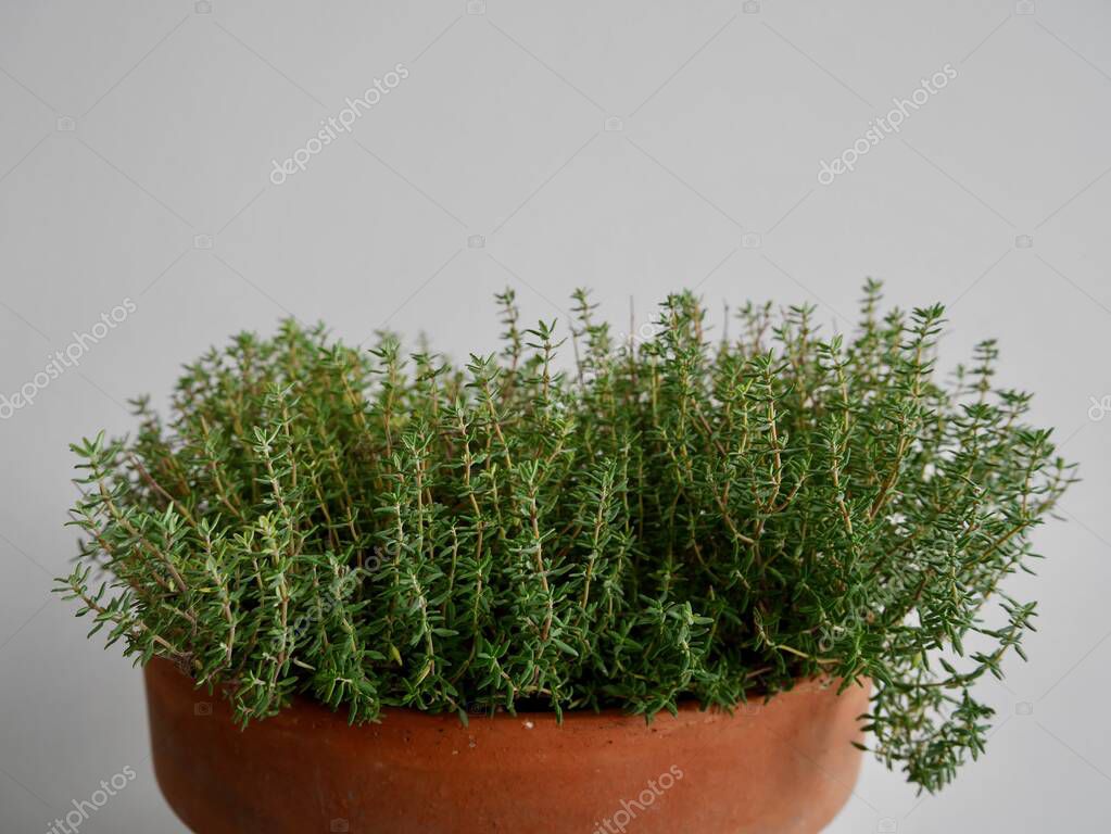 Planta de tomillo en maceta de terracota contra pared blanca en el ...