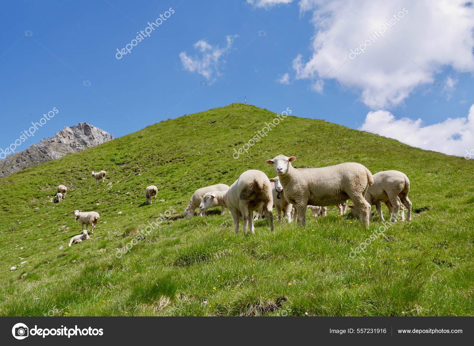 Flock Sheep Austrian Alps Vorarlberg Austria High Quality Photo — Stock ...