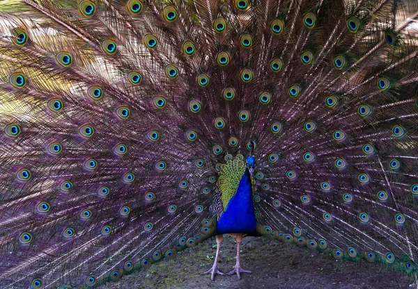 Red peacock Stock Photos, Royalty Free Red peacock Images | Depositphotos