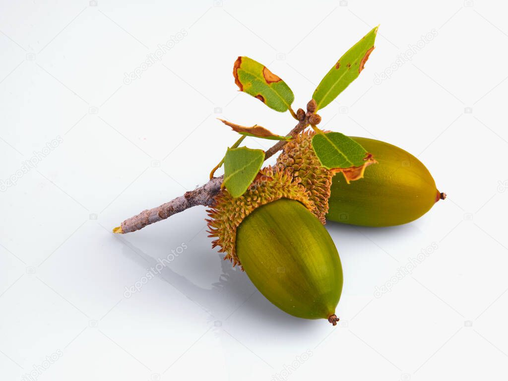 La bellota o roble Kermes, Quercus coccifera aislado sobre fondo blanco ...