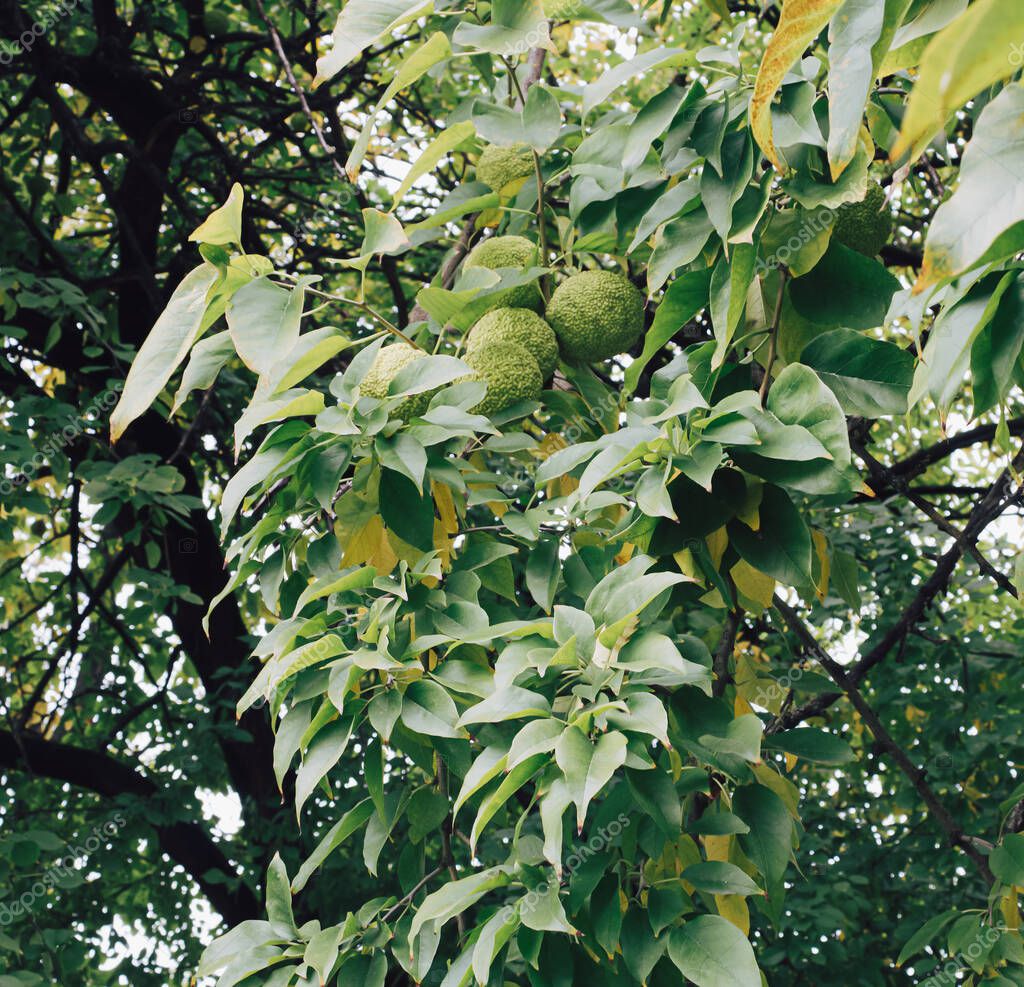 Maclura pomifera fruta en un árbol. Fondo verde de las hojas. 2025