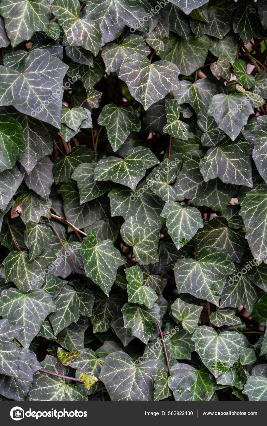 Leaves Ivy Covering Wall Texture Background Stock Photo by ©AleFinding ...