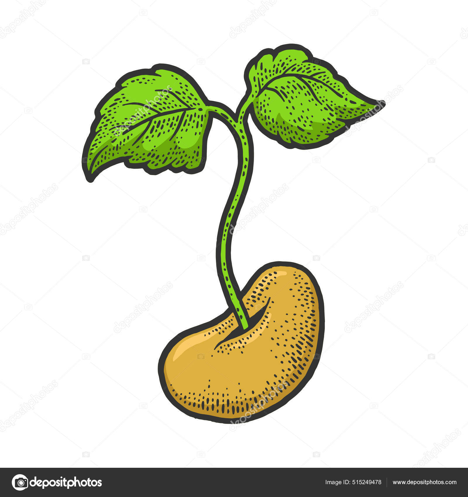 Bean sprout plant color sketch engraving vector illustration. T-shirt ...