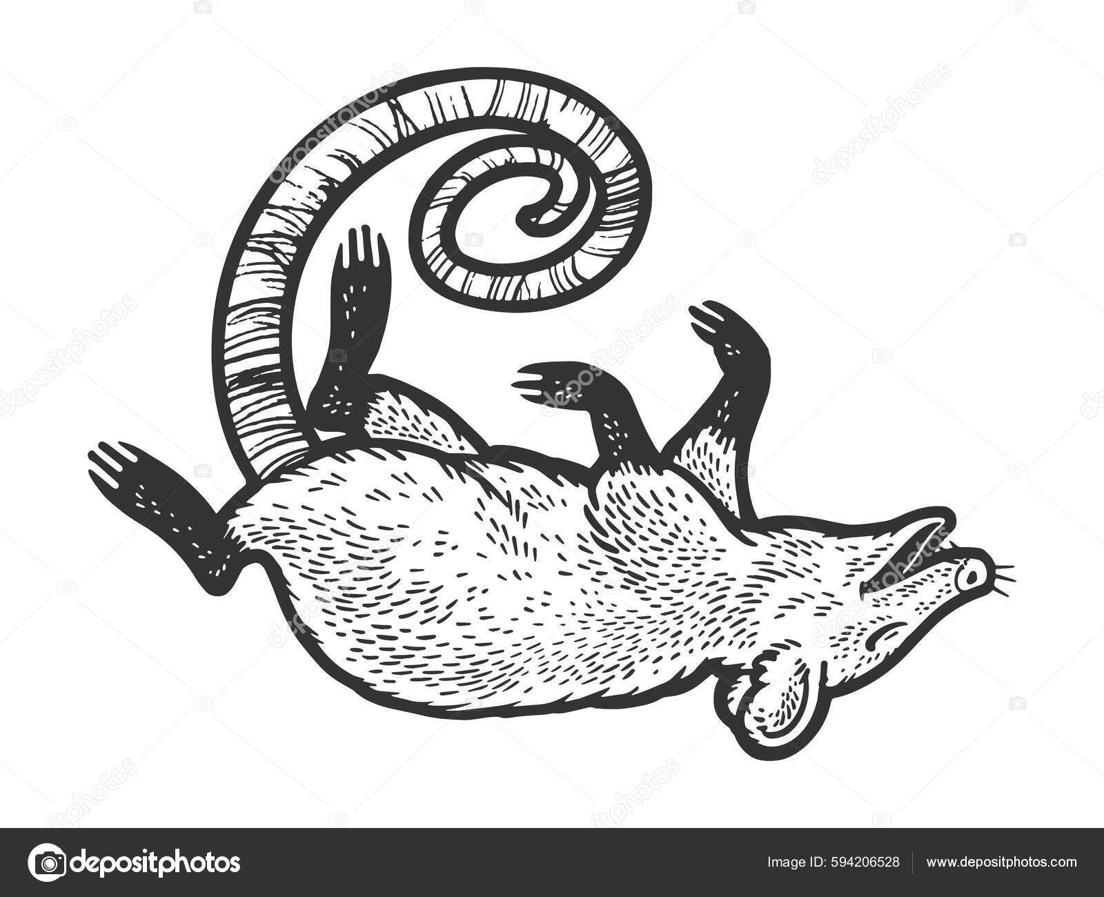 Possum Playing Death Pretending Dead Sketch Engraving Vector ...