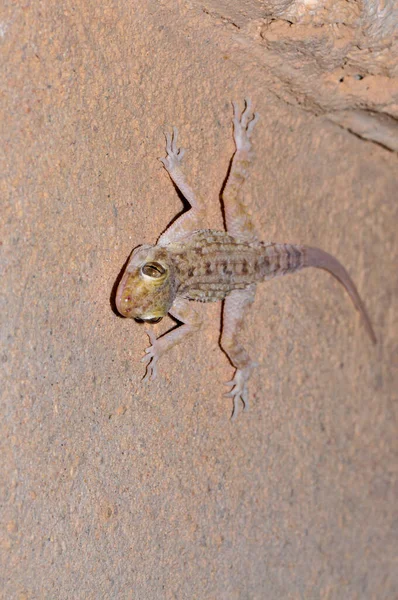 Mexico fauna Stock Photos, Royalty Free Mexico fauna Images | Depositphotos