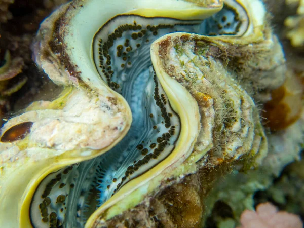 Interesting fish posing in the water column of the Red Sea, Hurghada ...