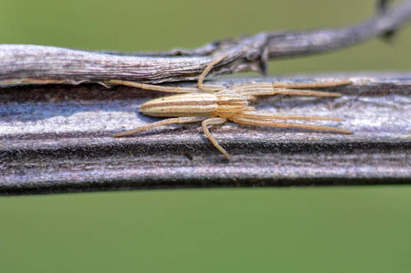 Dust spider Stock Photos, Royalty Free Dust spider Images | Depositphotos