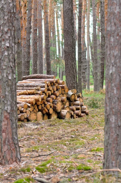 Lumber of trees Stock Photos, Royalty Free Lumber of trees Images ...