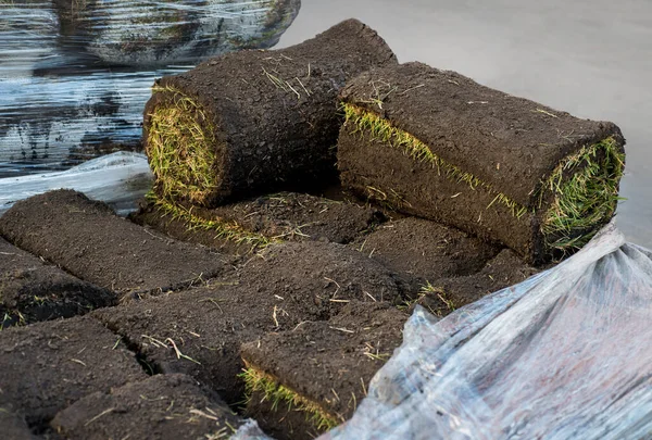 Lawn grass close up in rolls of packaging on a pallet. Laying a new ...