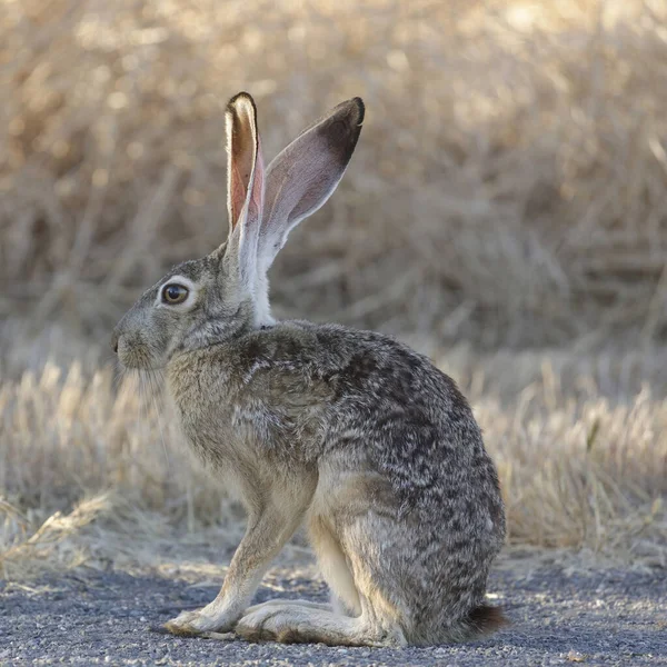Black-tailed Jackrabbit on Alert. Santa Clara County, California, USA ...