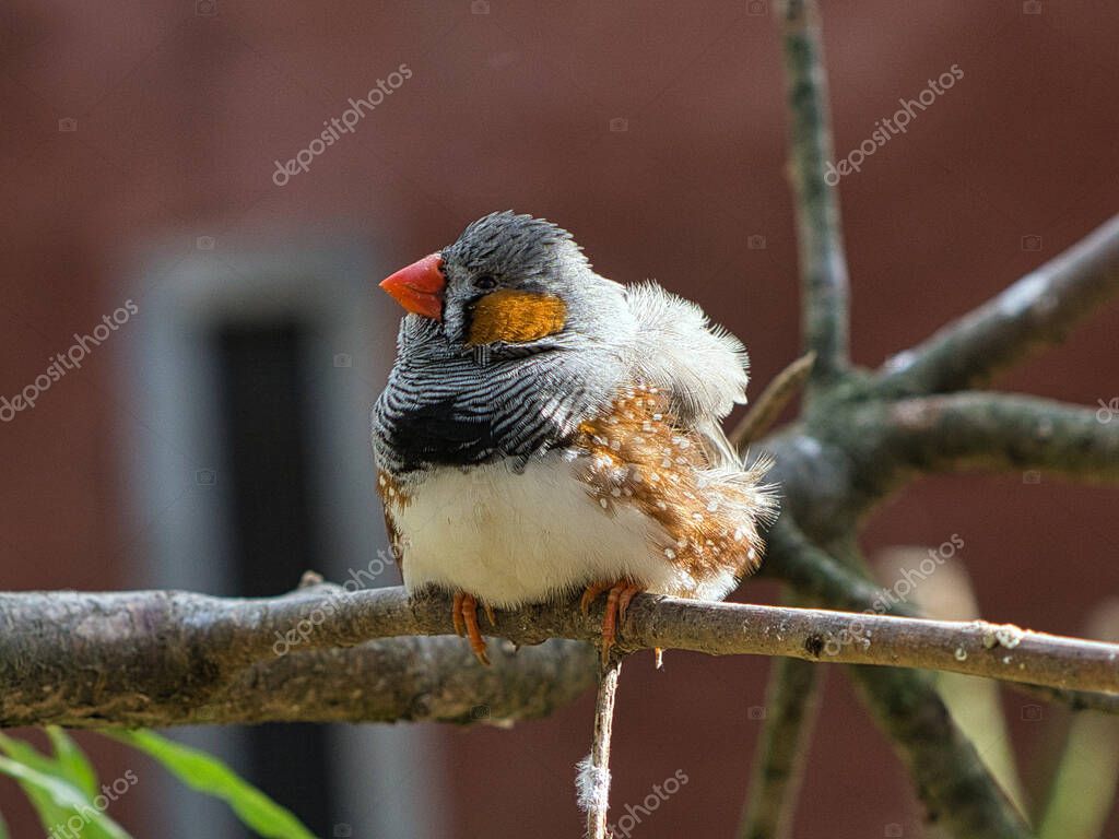 Bonito pincho de cebra en una rama. pájaros curiosos que son muy ...