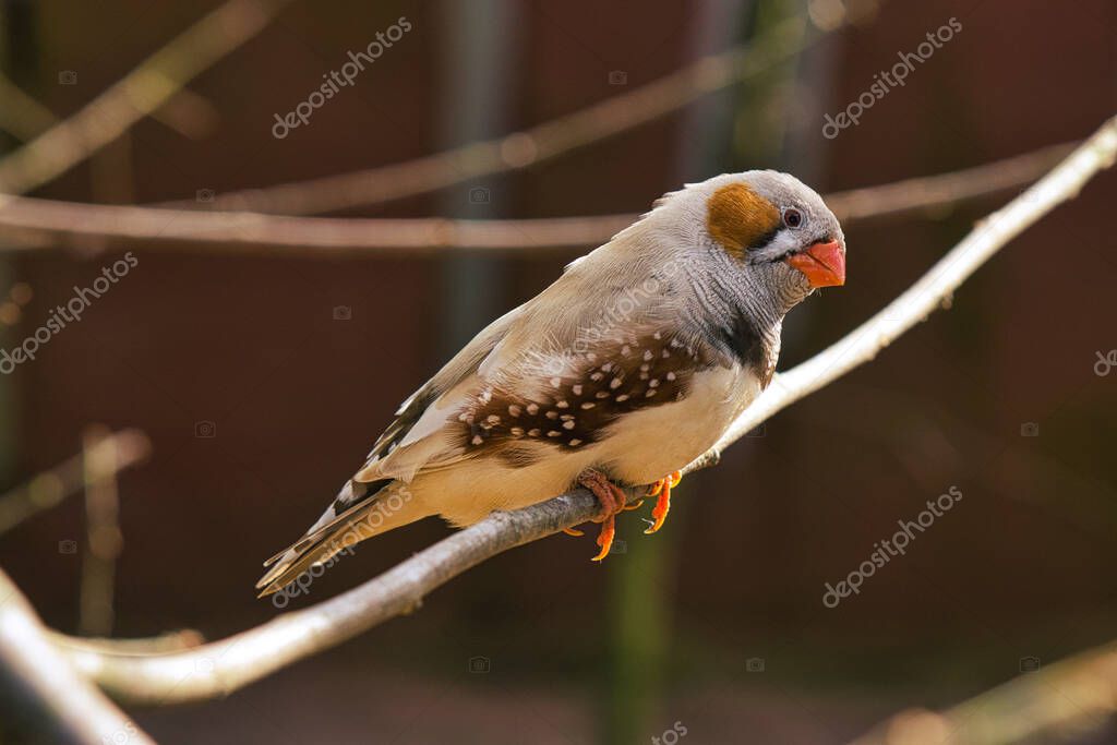 Bonito pincho de cebra en una rama. pájaros curiosos que son muy ...