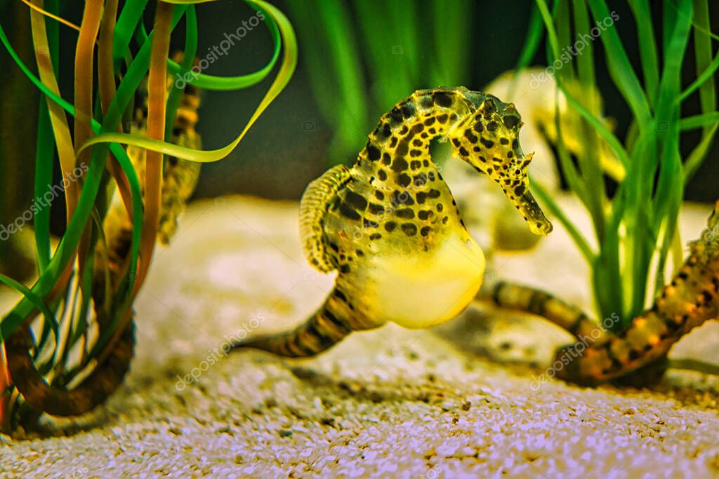 un caballito de mar en un acuario. el pequeño verde, amarillo tiene ...