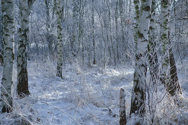 Deciduous Forest Winter