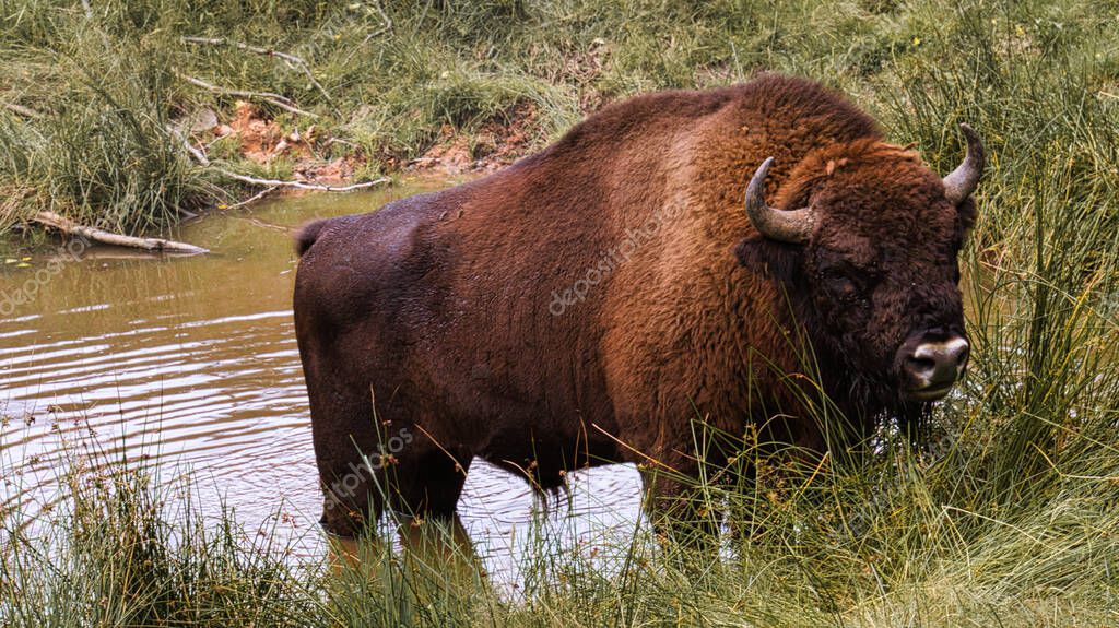 bisonte en el pozo de agua enfriándose. mamífero grande en marrón con ...