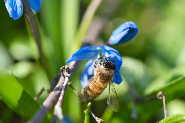 Honey bee collecting nectar on a blue flower. Busy insects from nature ...