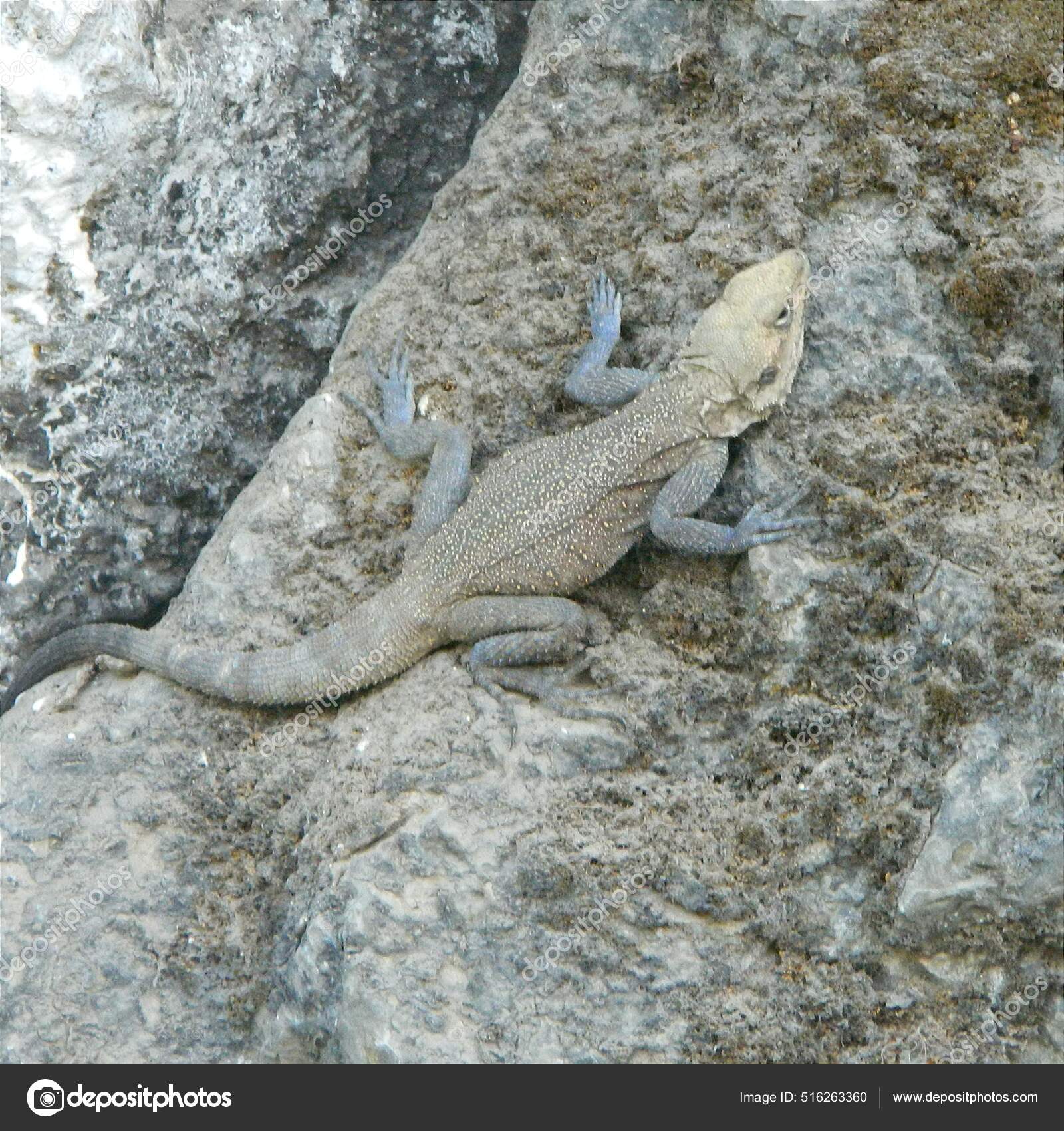 Laudakia Genus Lizards Commonly Known Asian Rock Agamas Family Agamidae ...