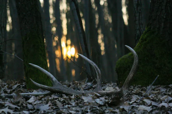 Jacht gronden Stock Photos, Royalty Free Jacht gronden Images ...