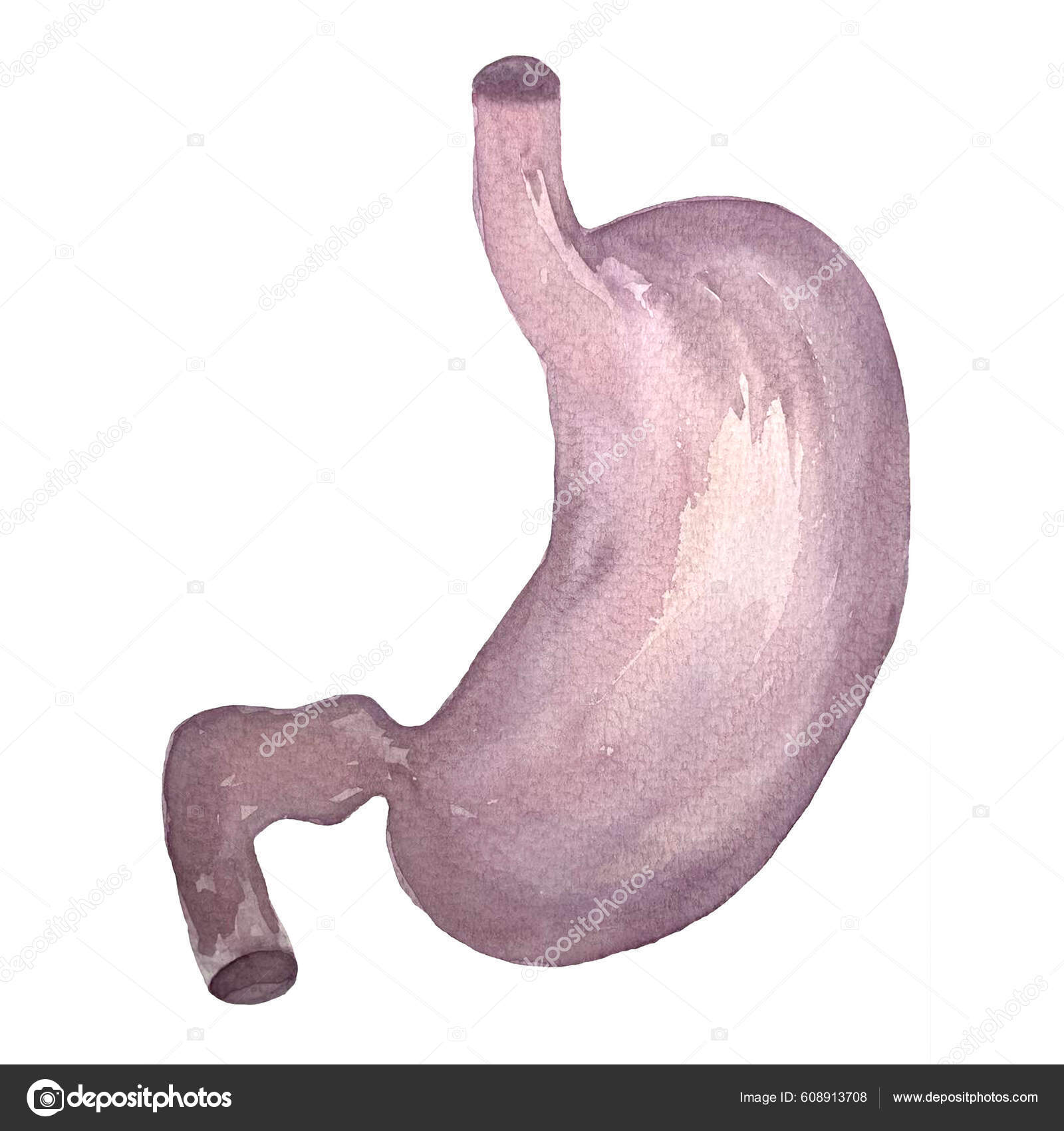Watercolor Illustration Hand Drawing Anatomical Organ Stomach Stock ...