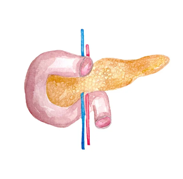 Watercolor Illustration Hand Drawing Anatomical Organ Stomach Stock ...