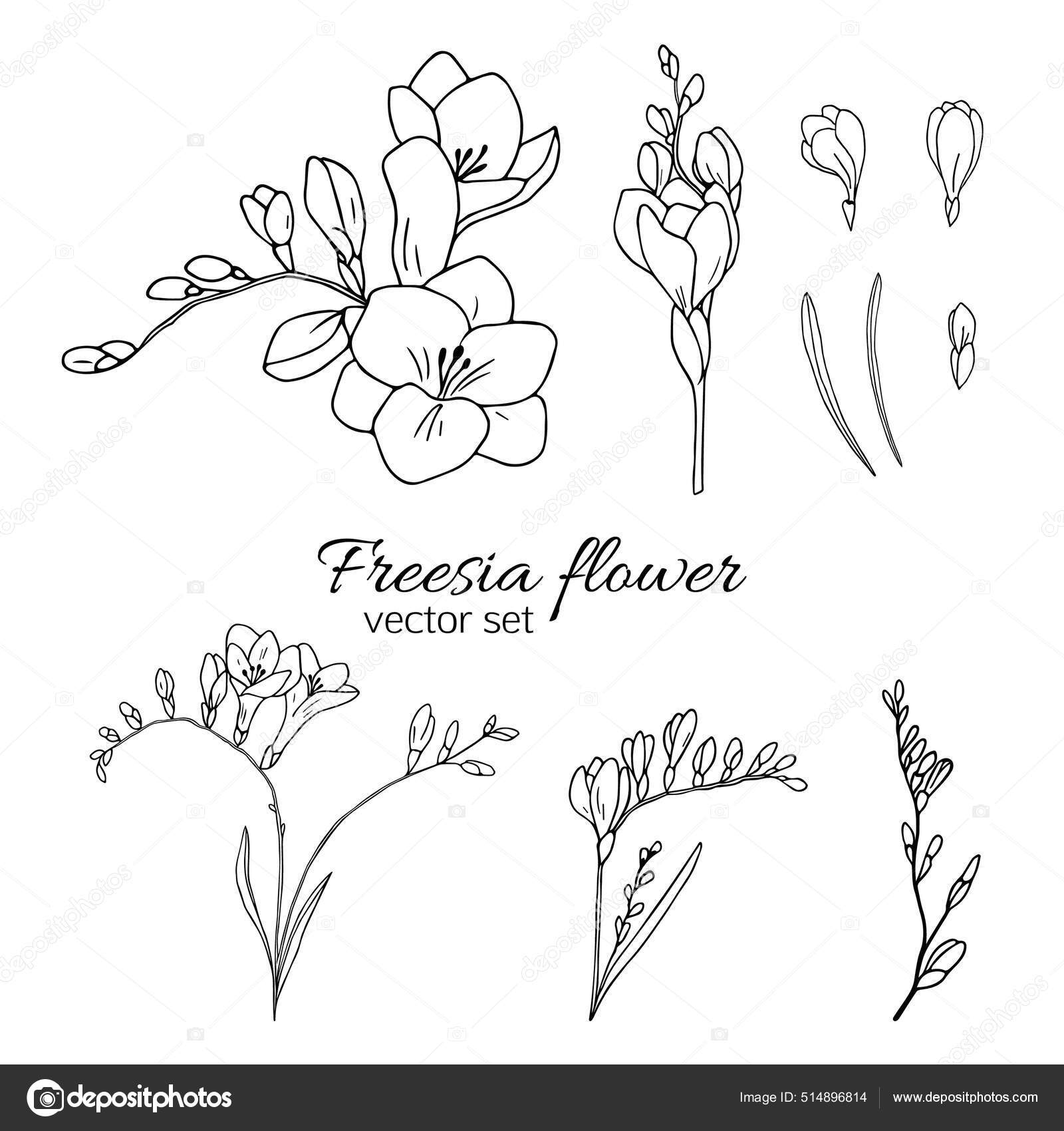 Hand Drawn Black White Isolated Freesia Flower Set Line Art Stock ...