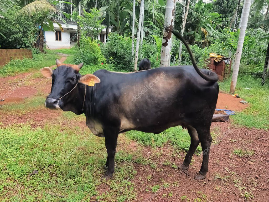 Vaca india de color marrón de pie en una plantación verde y gira su ...