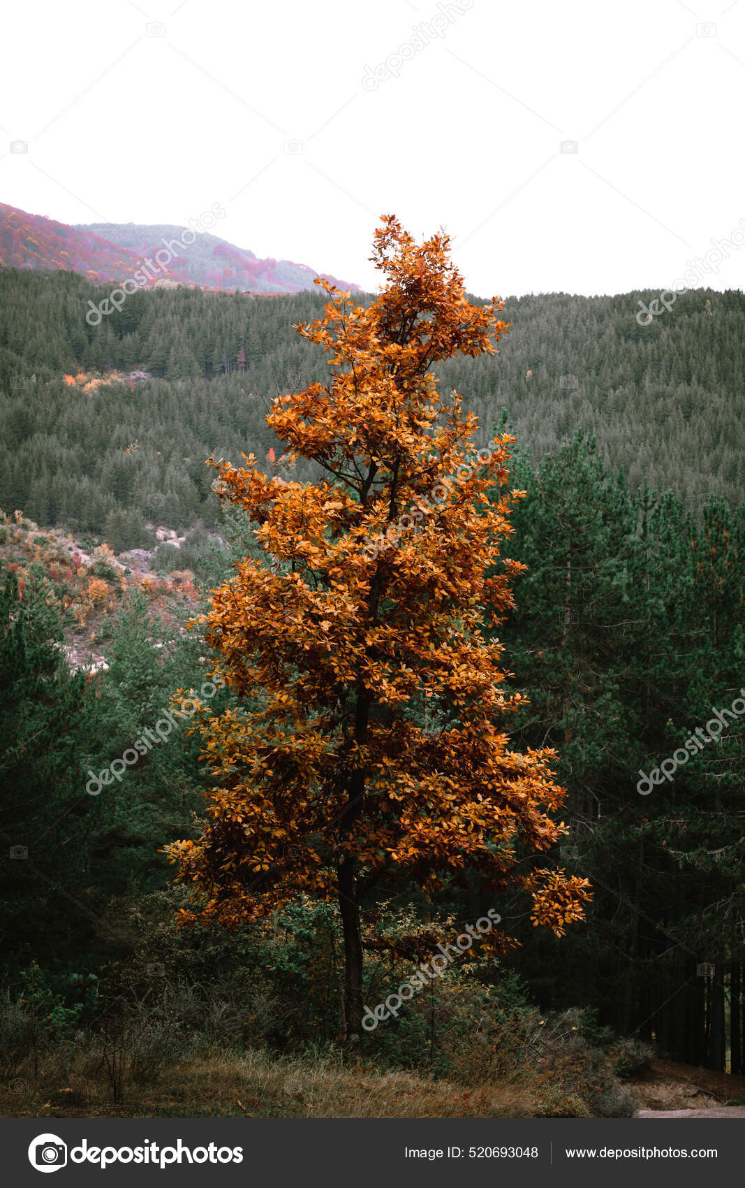 Only Orange Tree Surrounded Green Forest Stock Photo by ©IbrahimMersim ...