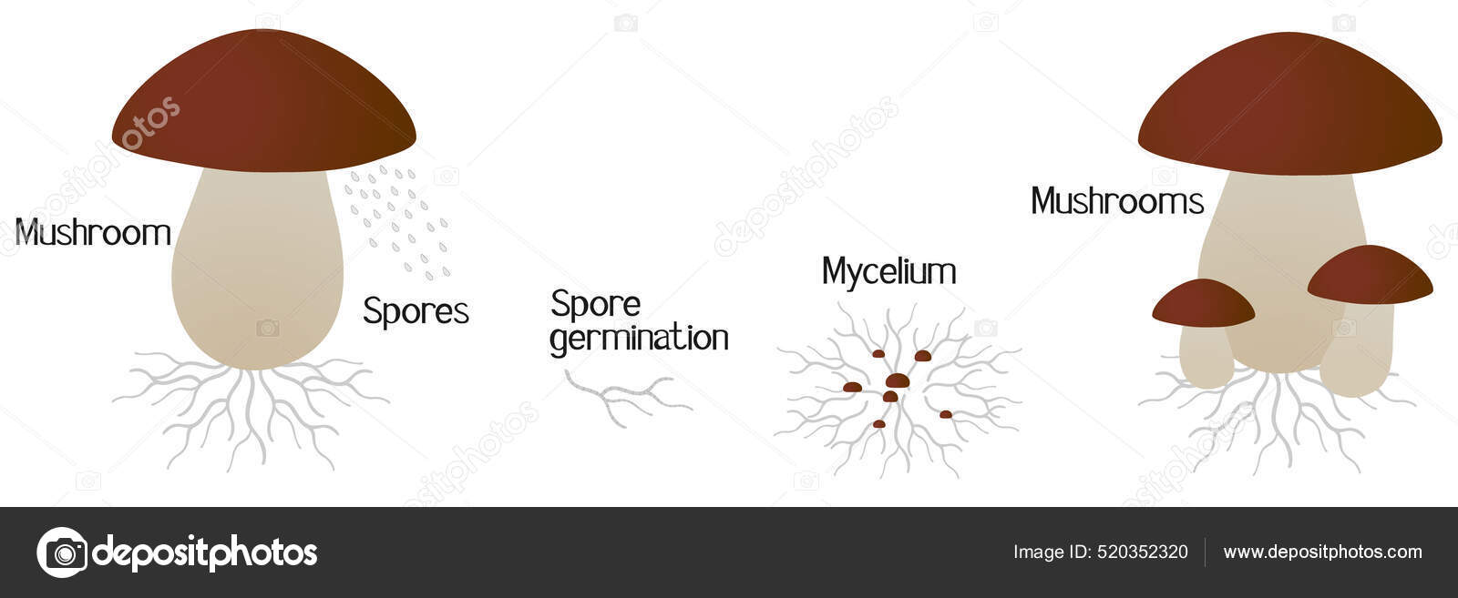Fungi Life Cycle Animation