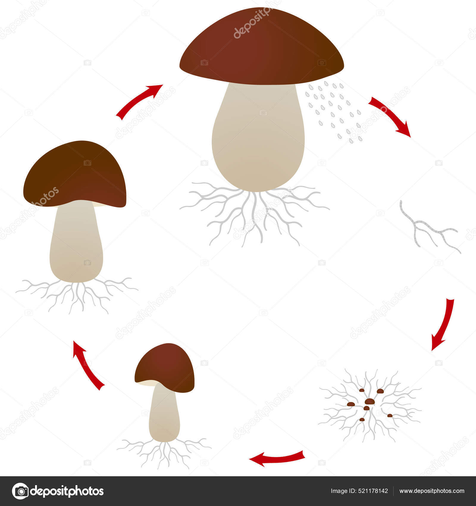 Fungi Life Cycle Animation