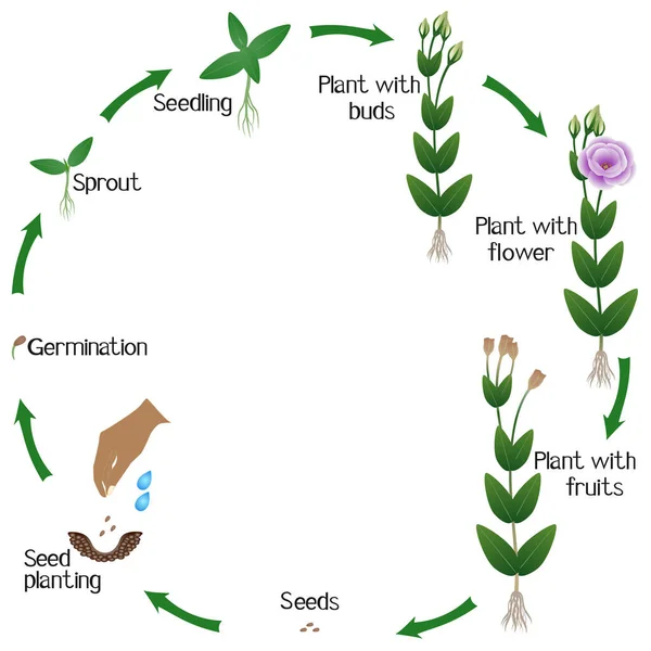 Cycle Lavender Plant Growth Isolated White Background Stock Vector by ...