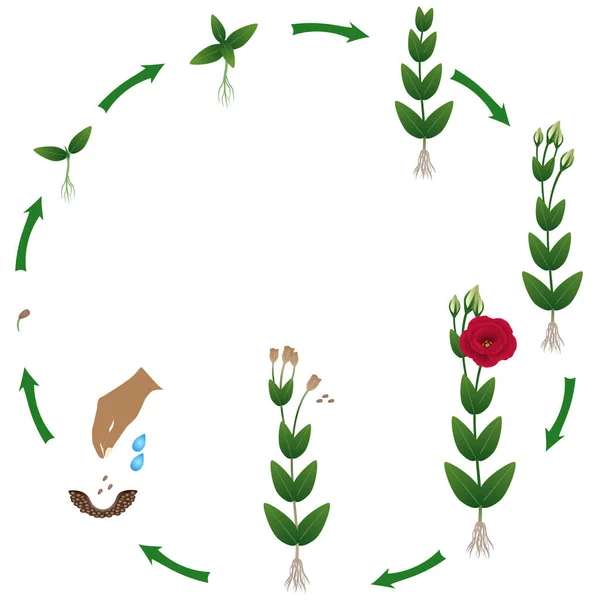 64 Rose life cycle Vector Images, Rose life cycle Illustrations ...