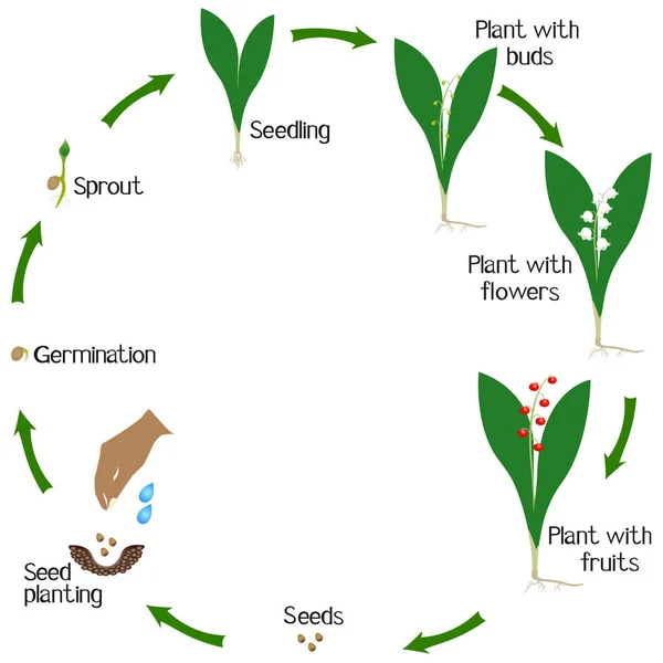 Peanut Plant Life Cycle