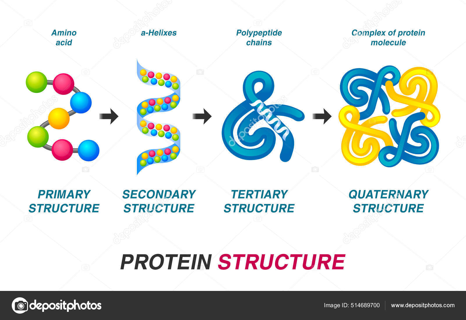 Protein Structure Concept Vector Illustration Stock Vector by ...