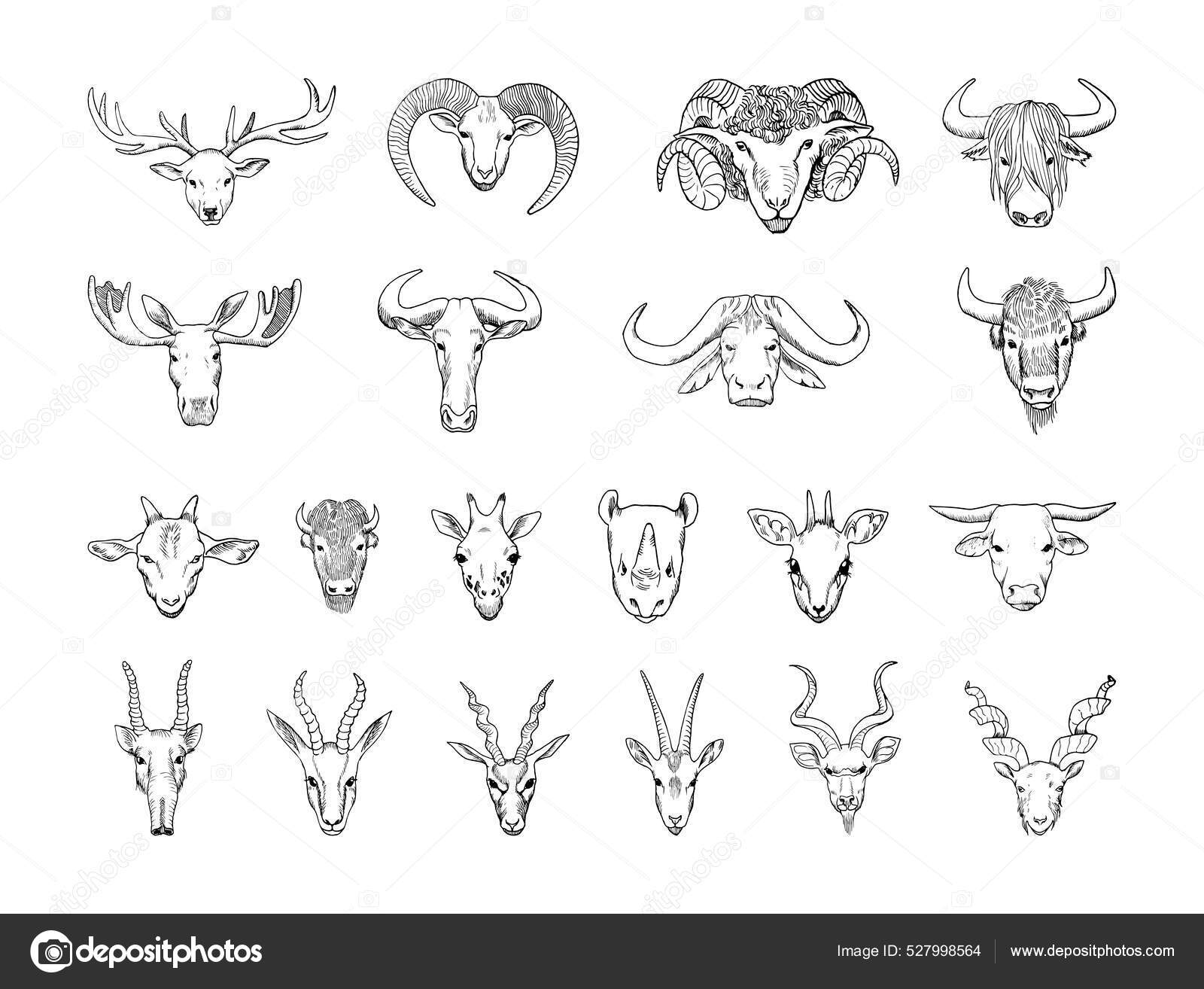 Kudu Horns Vector