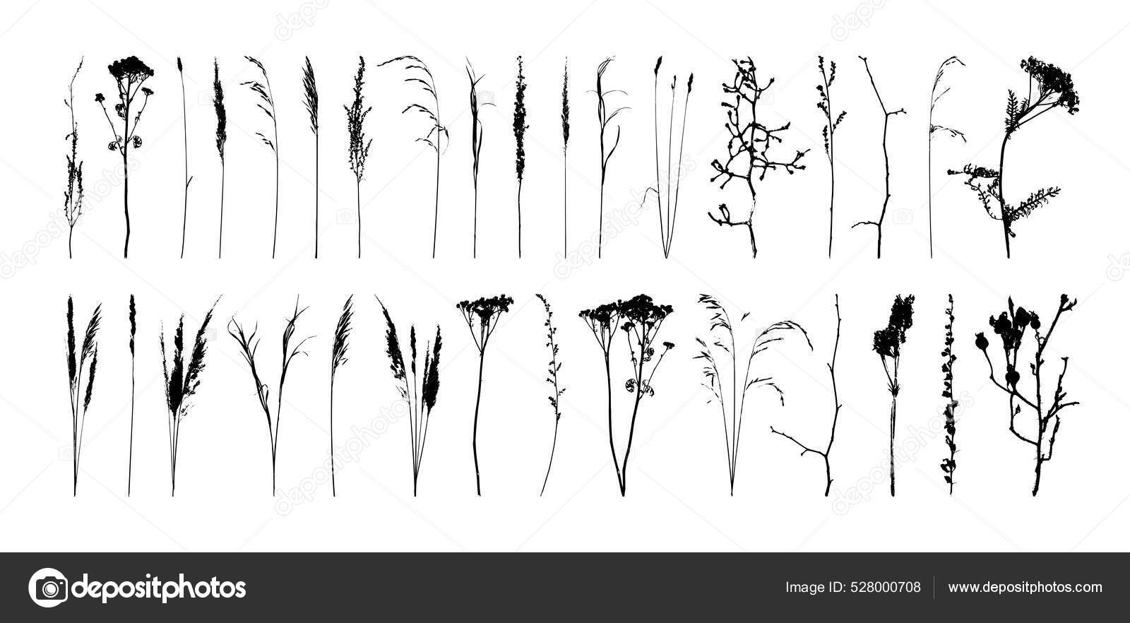 Set Traced Twigs Blades Grass Collection Field Plants White Background ...