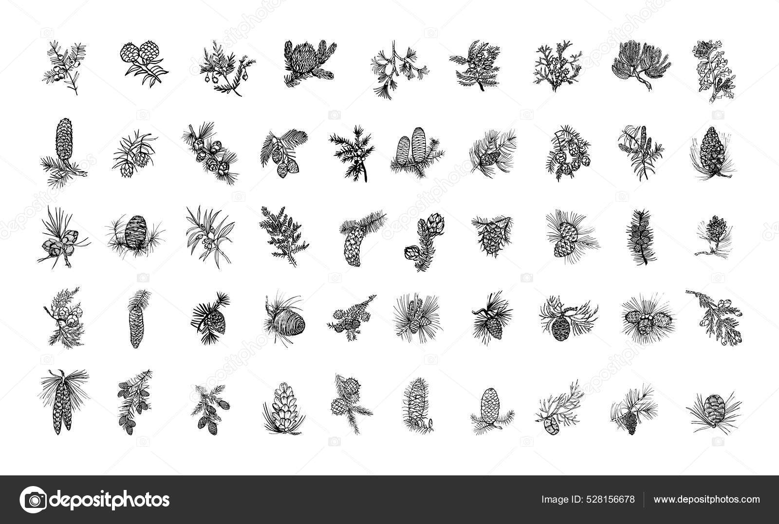 Collection Coniferous Plants Sketch Style Hand Drawings Art Ink Style ...