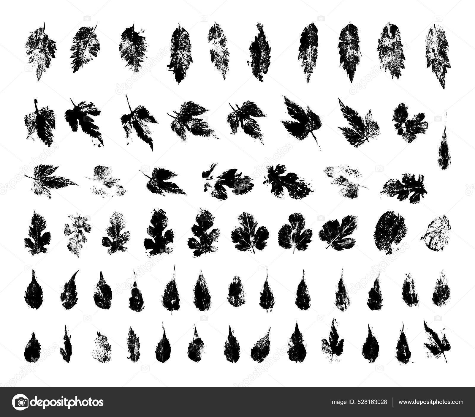 Collection Traced Leaves Black Prints Foliage Vector Design Elements ...