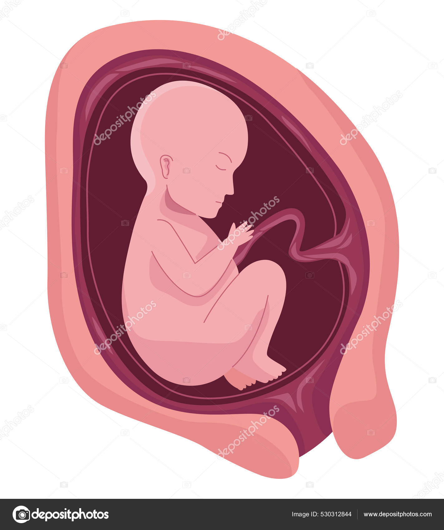 Feto con siete meses Vector de stock #530312844 de ©jemastock