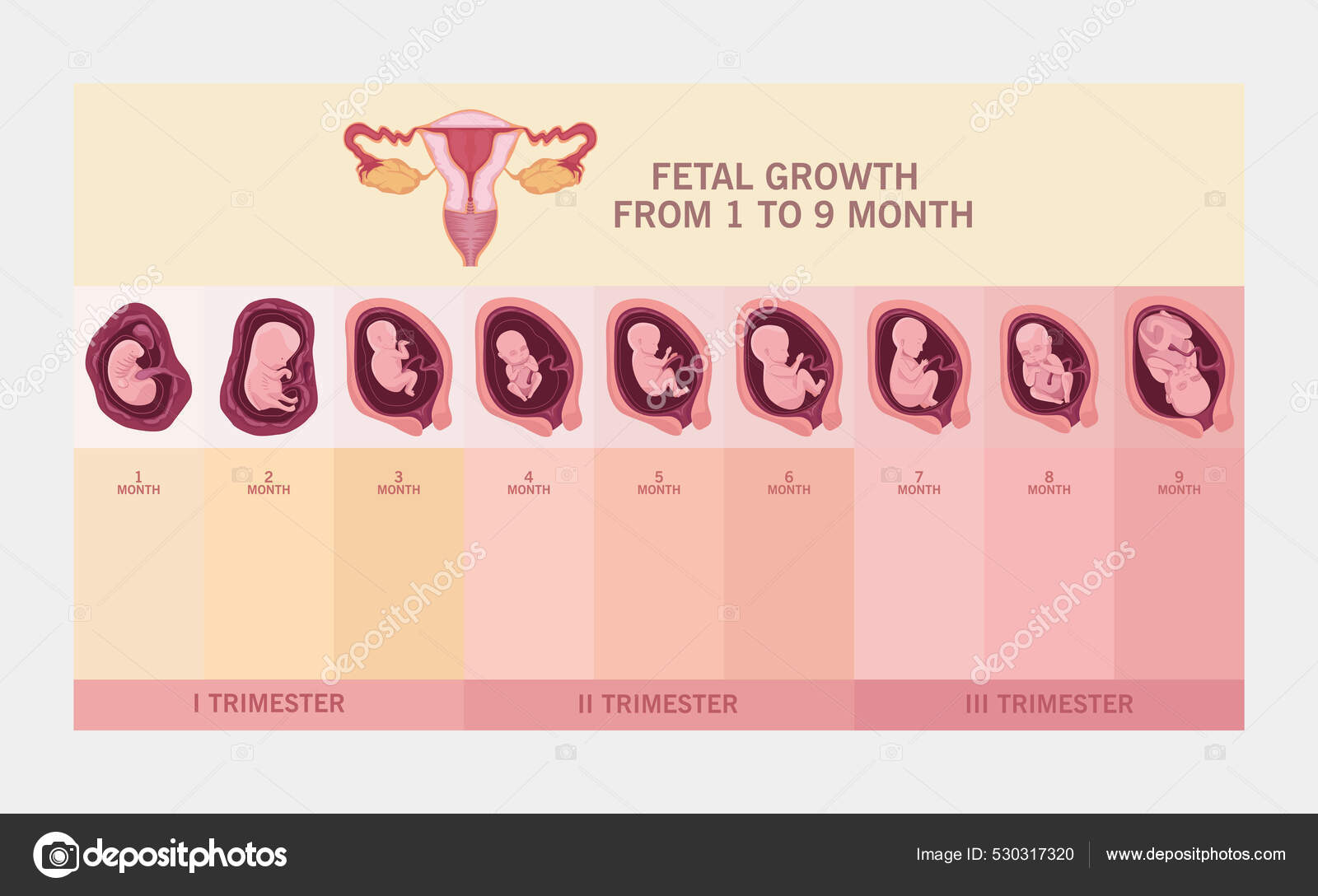 Útero y crecimiento fetal Vector de stock por ©jemastock 530317320