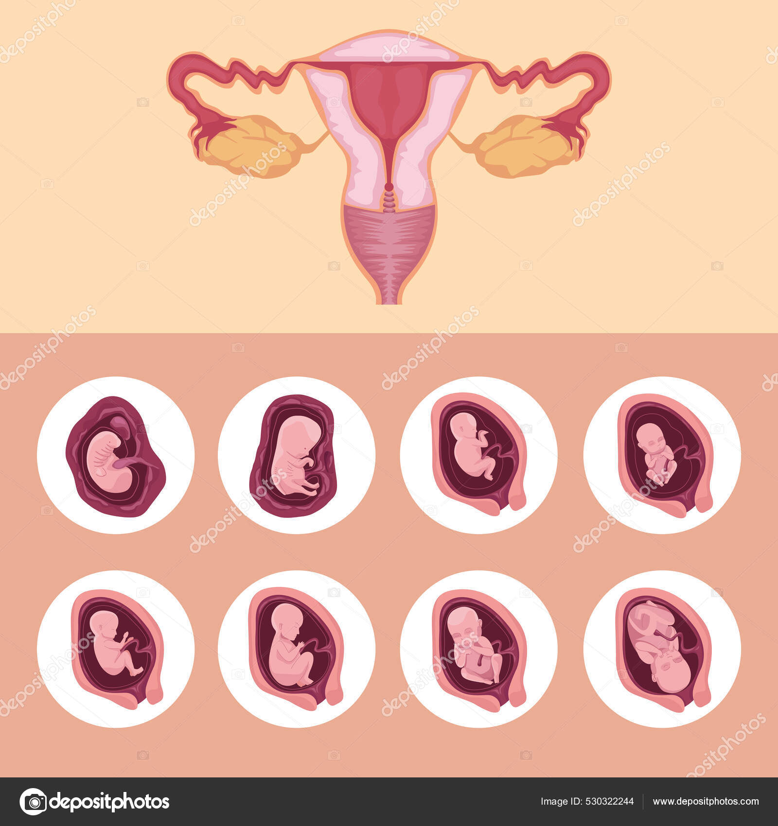 Desarrollo del útero y embrión Vector de stock #530322244 de ©jemastock