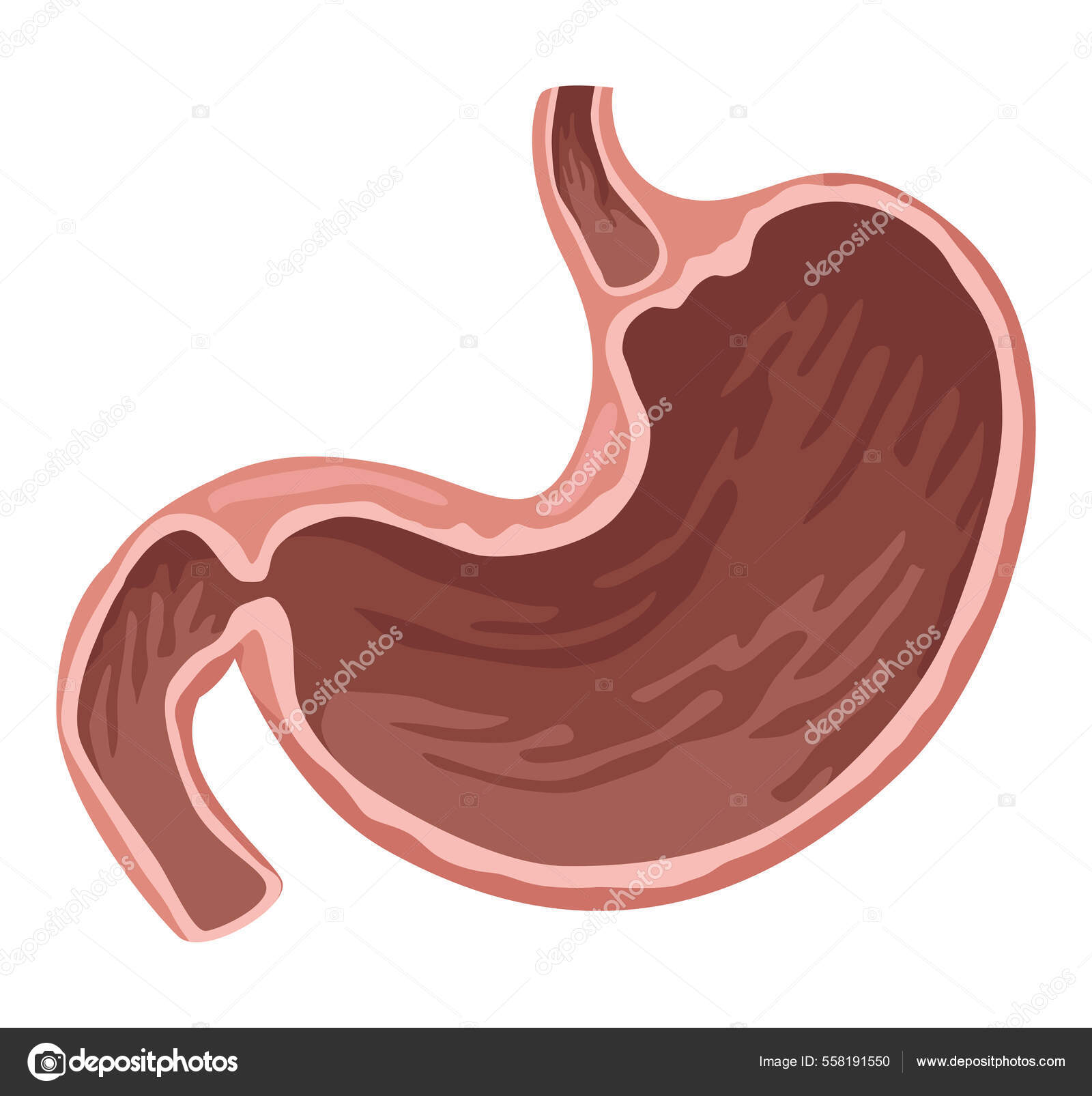Realistic human stomach Stock Vector by ©jemastock 558191550