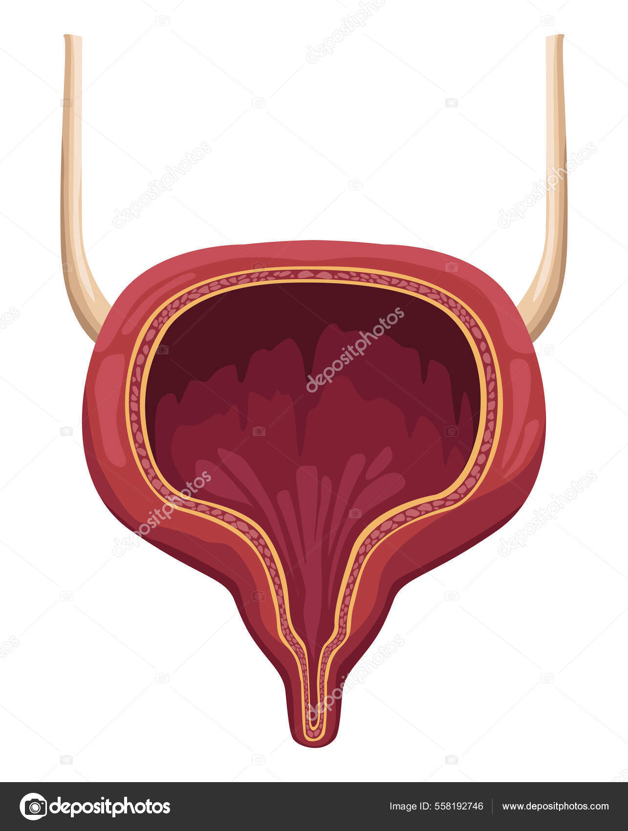 Vejiga realista órgano humano vector, gráfico vectorial © jemastock ...
