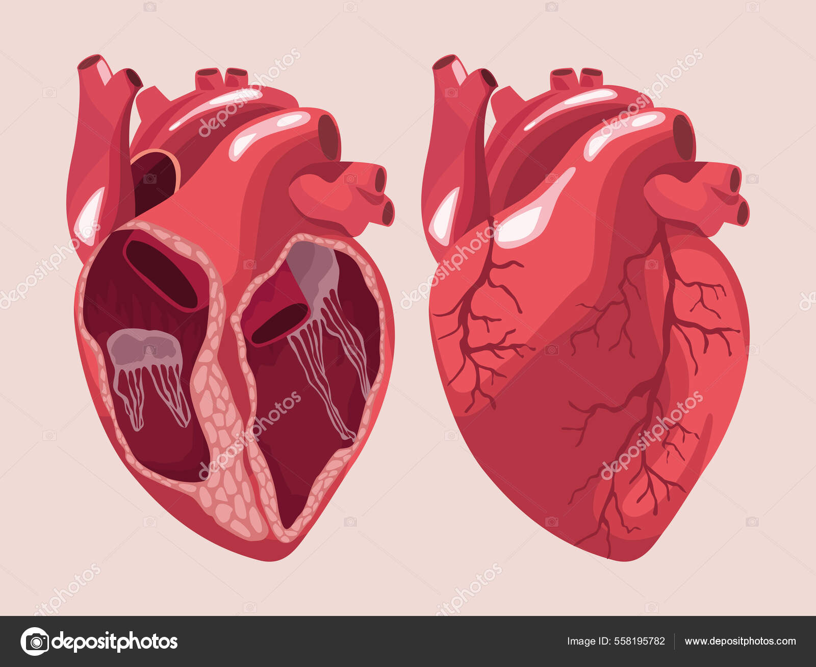 Corazones realistas órganos humanos Vector de stock #558195782 de ...