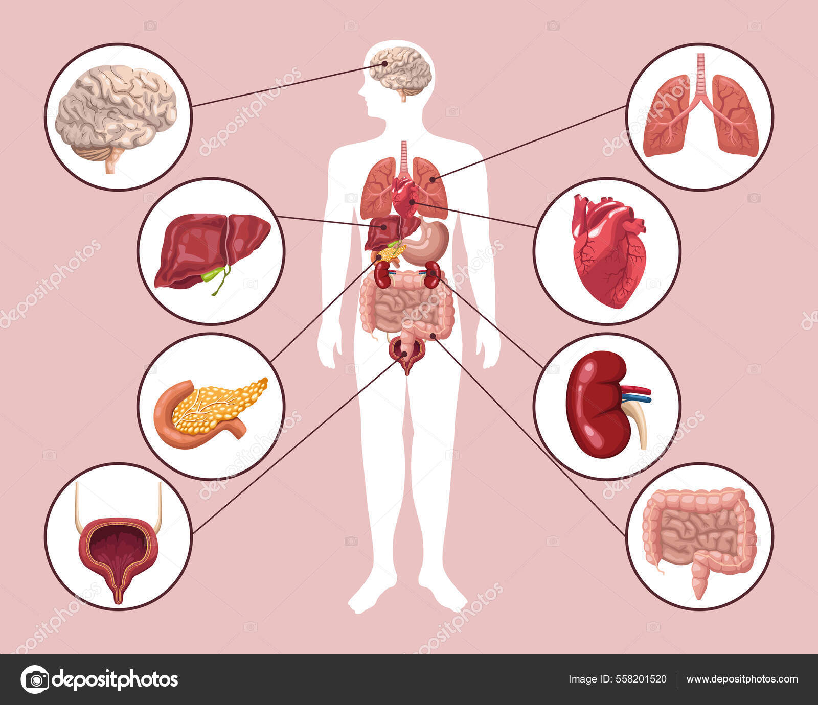 Body and eight organs Stock Vector by ©jemastock 558201520