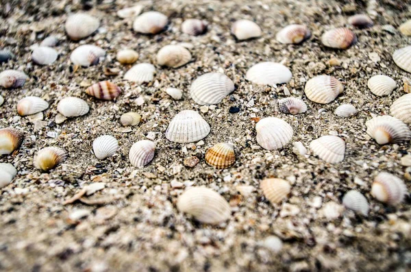 Sea shells on beach Stock Photos, Royalty Free Sea shells on beach ...