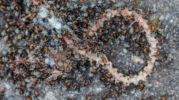 Insect cemetery Stock Photos, Royalty Free Insect cemetery Images ...