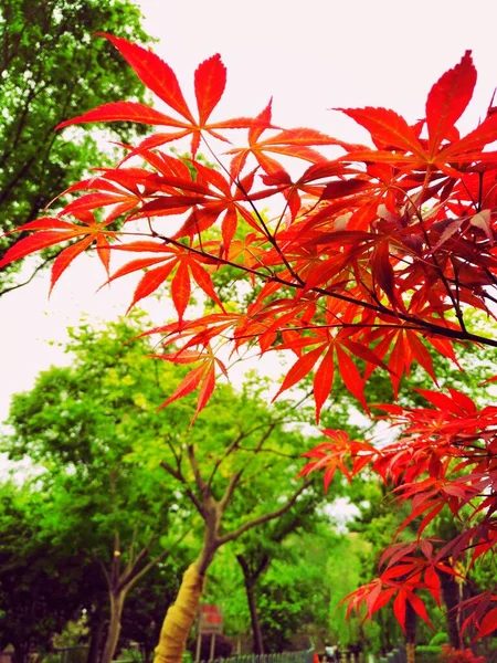 beautiful red and green leaves of a tree in the garden - Stock Image ...