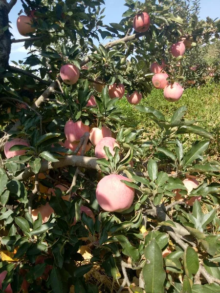 apple tree with green leaves - Stock Image - Everypixel