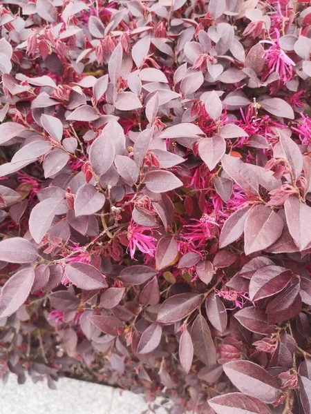 beautiful pink flowers in the garden - Stock Image - Everypixel
