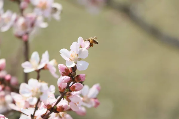 bee on a tree in the garden - Stock Image - Everypixel